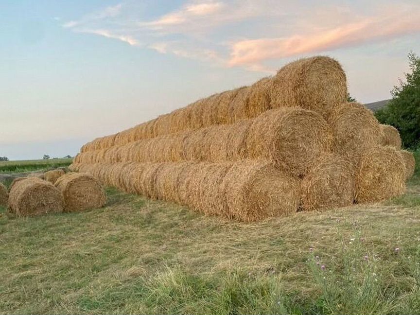 Солома ячменная