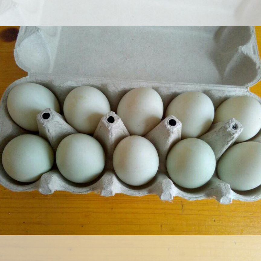 Лучшие несушки