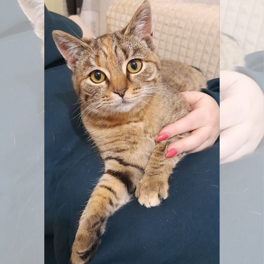 Взрослая кошка в добрые руки