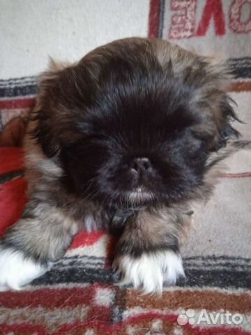 Щеночек пекинеса