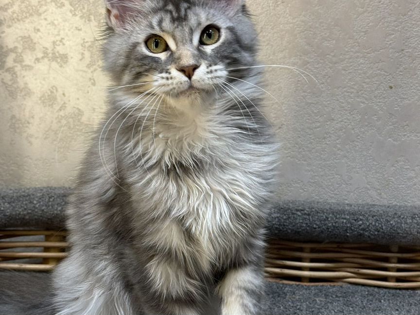 Мейн-кун девочка серебряная