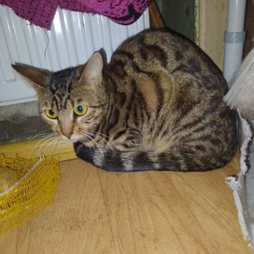 Продается кошка