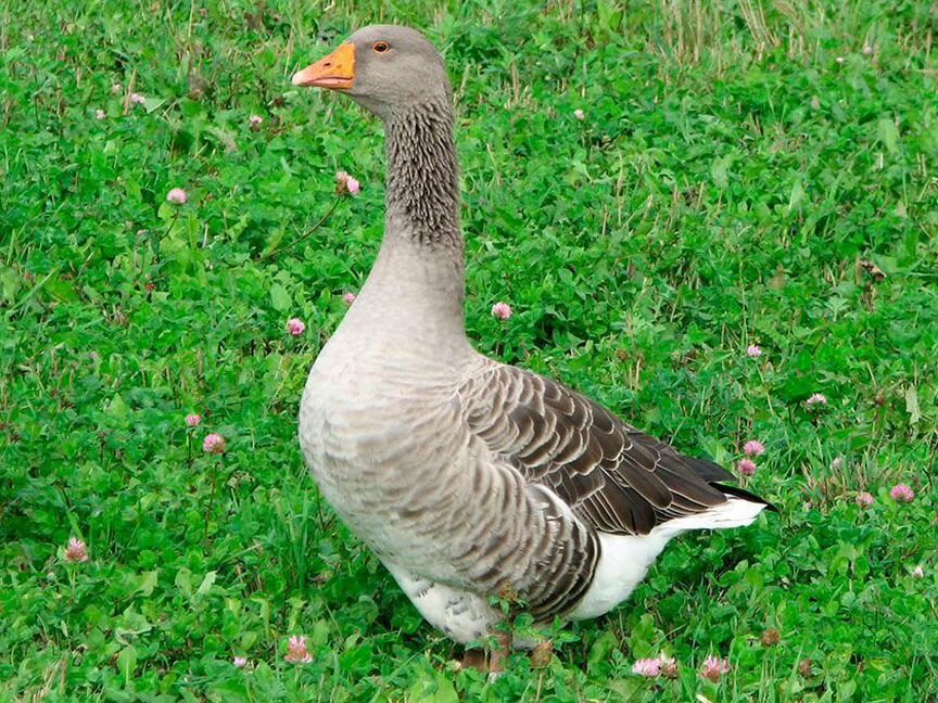 Гусь крупный серый на племя или на мясо