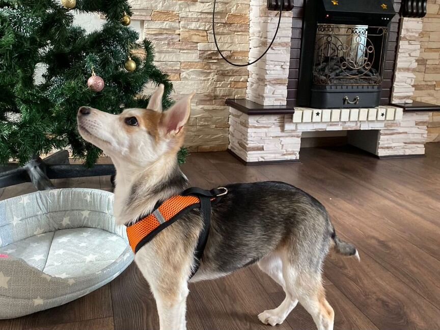 Собака в добрые руки