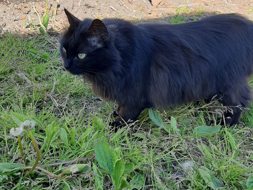 Кошка мышеловка