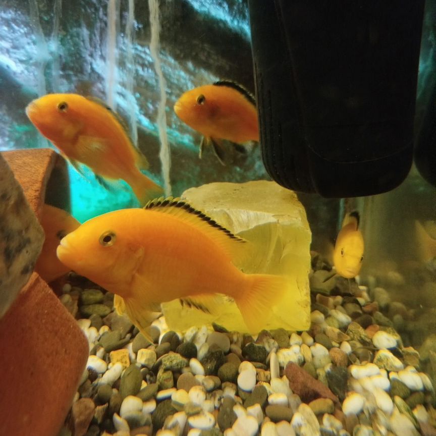 Цихлиды еллоу