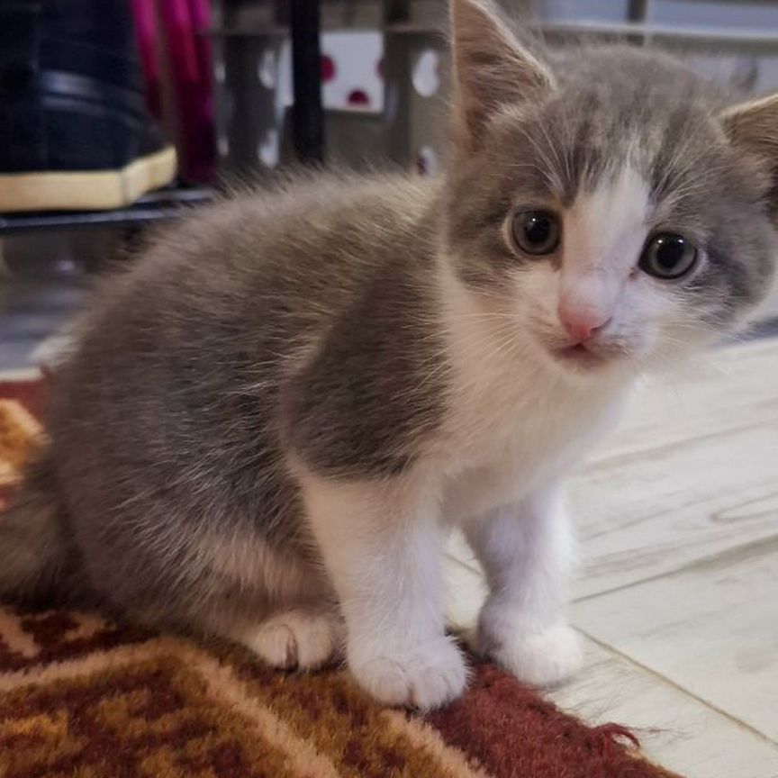 Сибирский котёнок