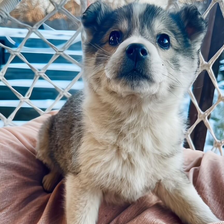 Щенок в добрые руки