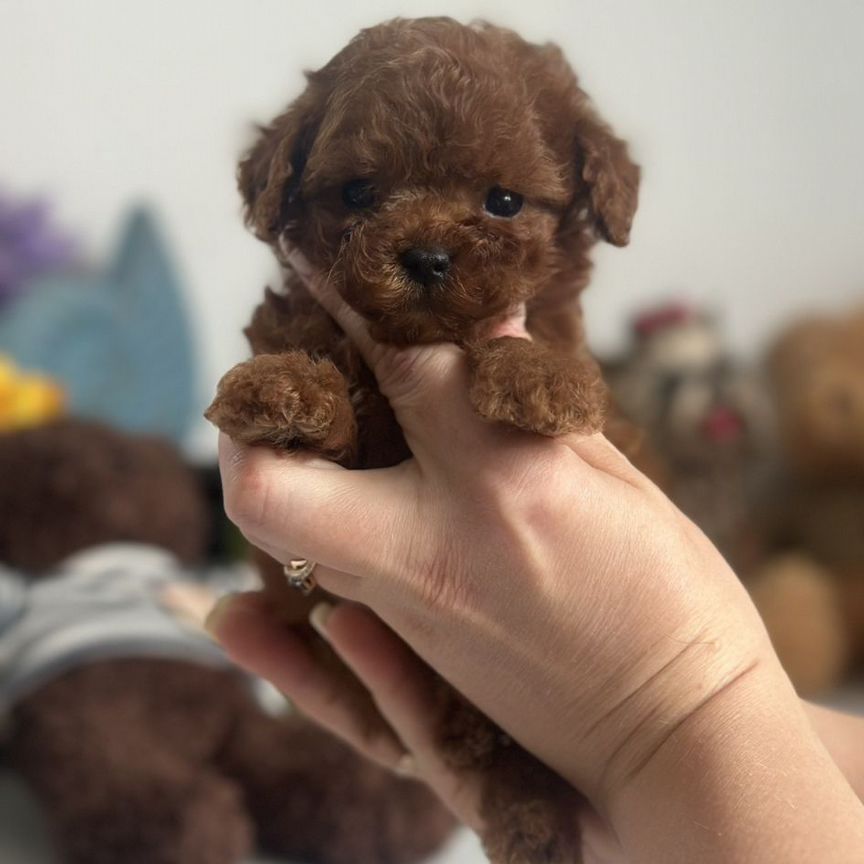 Девочка и мальчик teacup мини red brown Китай