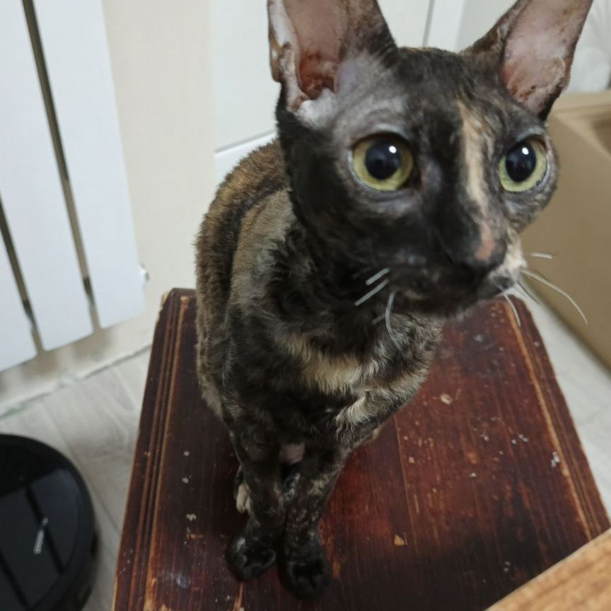 Отдам кошку в добрые руки