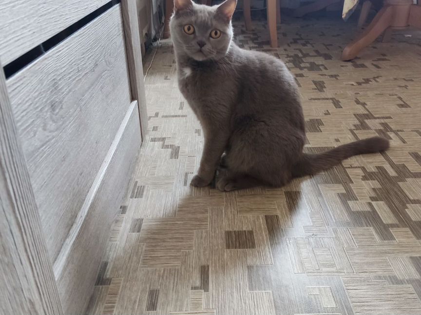Британская кошка