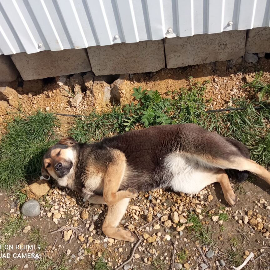 Собака Леди хочет домой