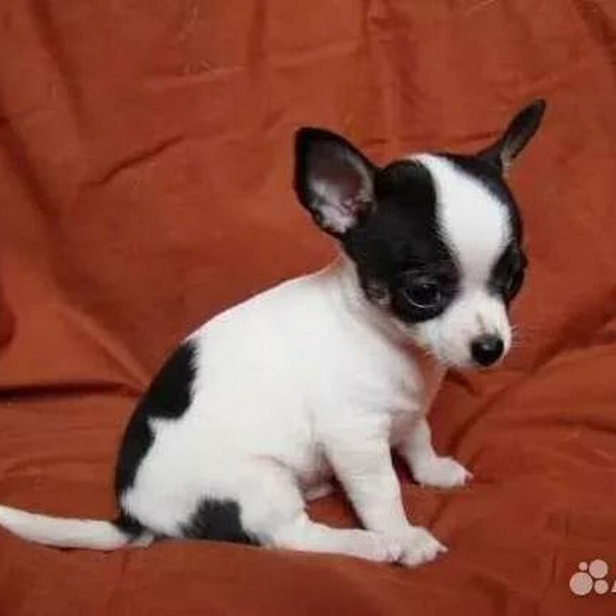 Щенки чихуахуа