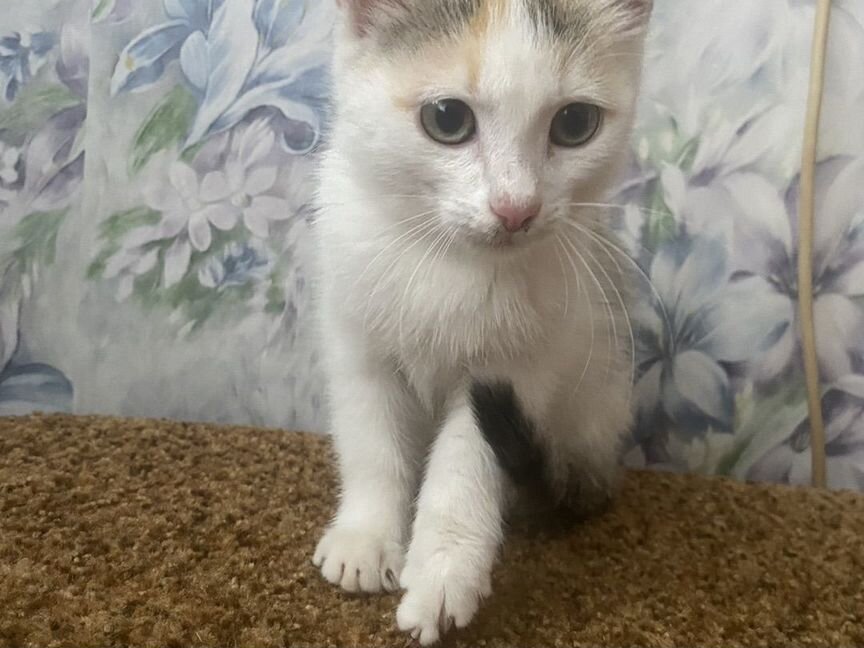 Котенок в добрые руки