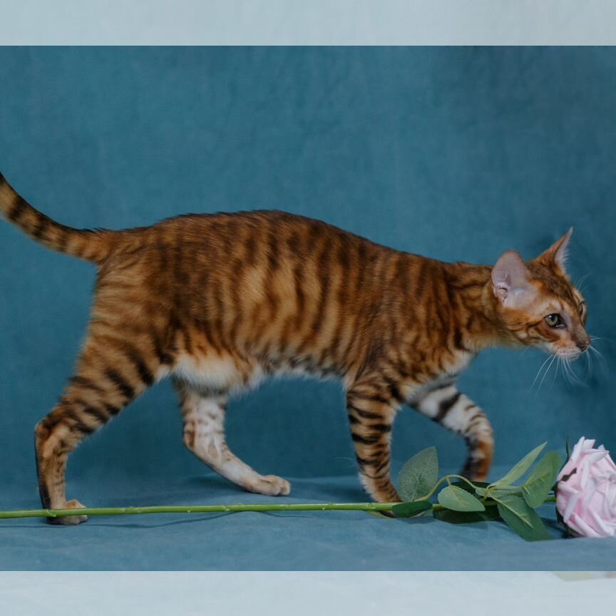 Тойгер котёнок