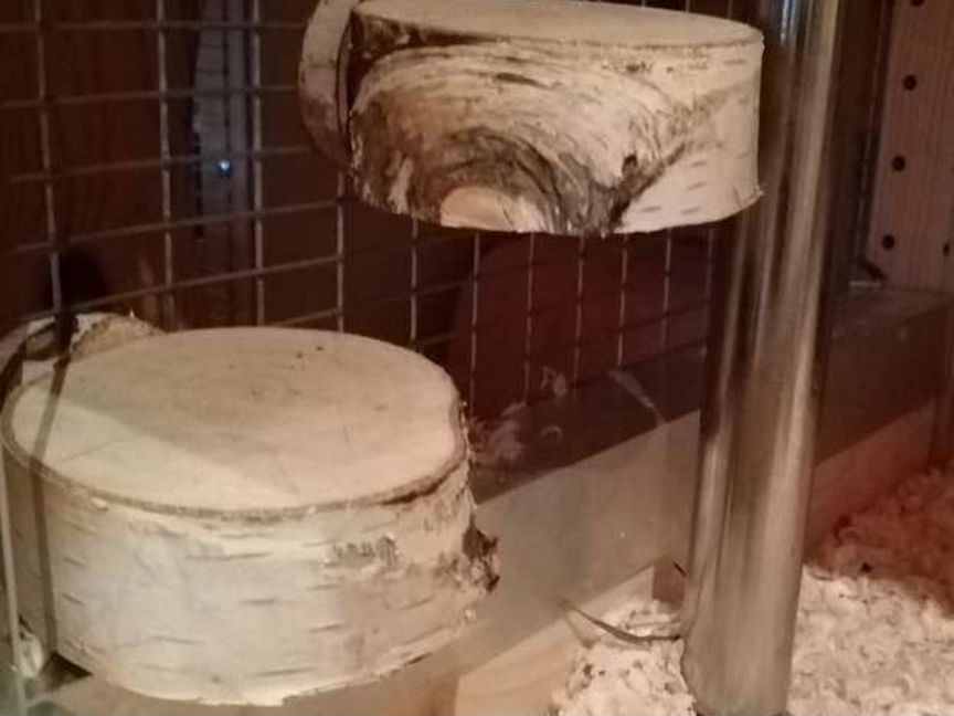 Погрызушки, полочки, туннели для дегу и шиншил
