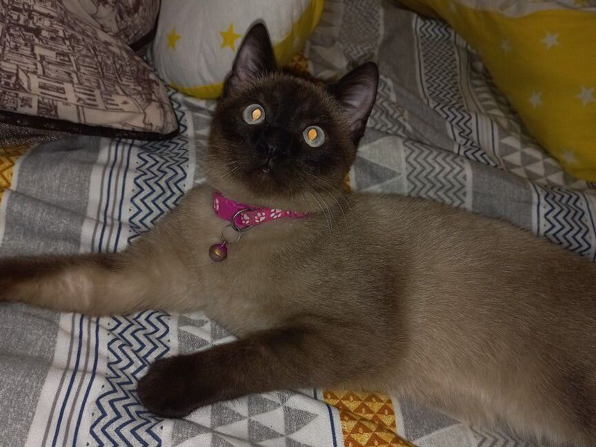 Сиамские котята бесплатно
