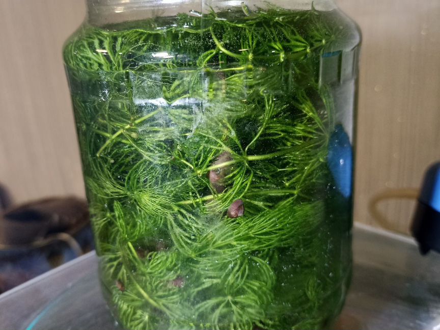 Водоросли и улитки-катушки