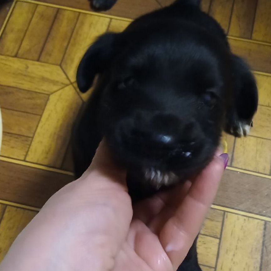 Щенок в добрые руки