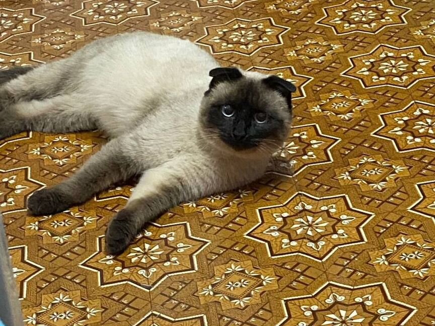 Кошка сиамская вислоухая