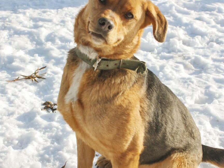 Собака в добрые руки