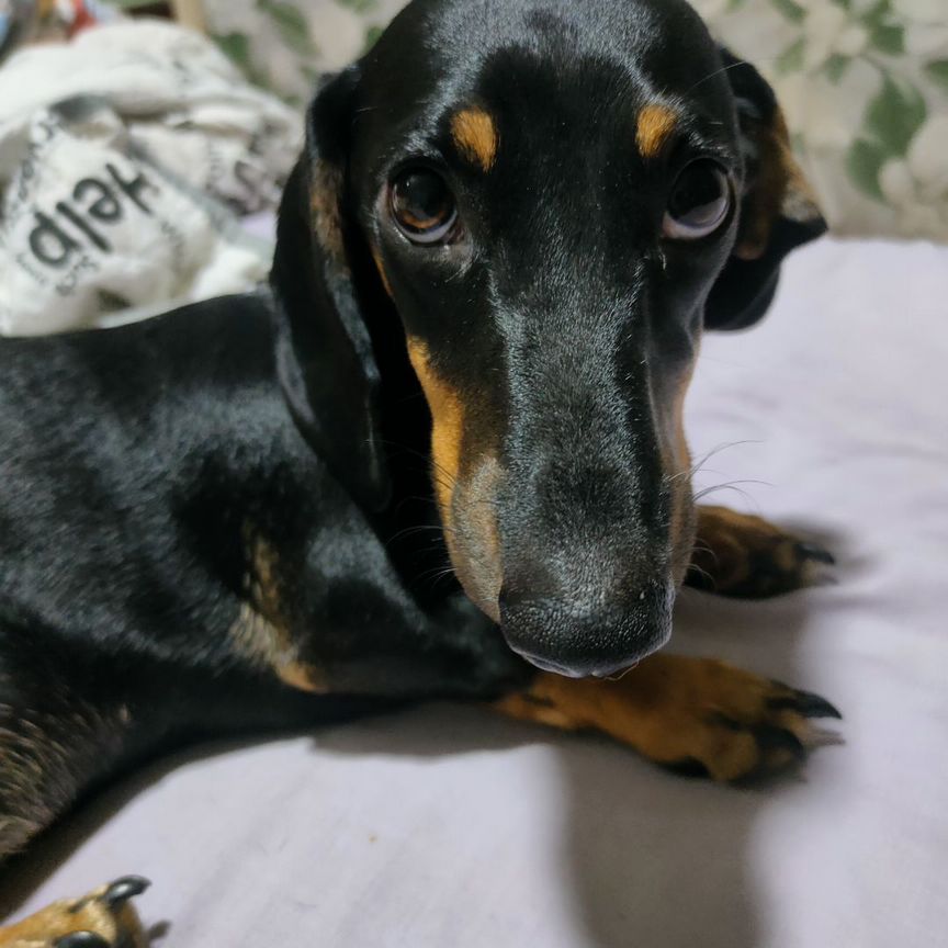 Кроличья такса