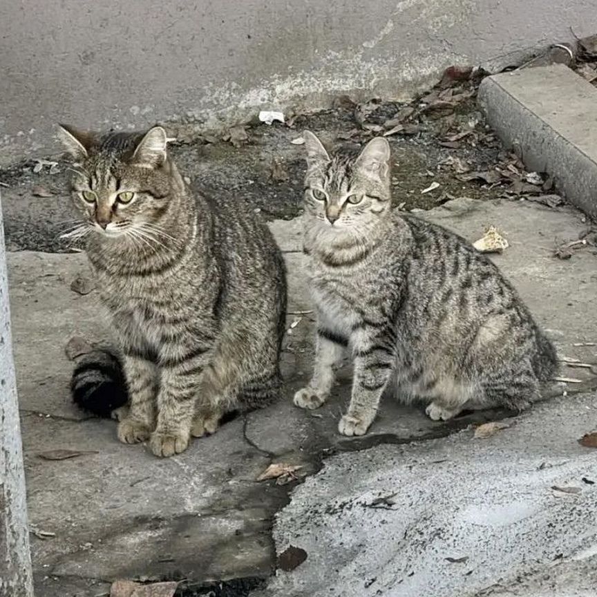 Взрослый кот в добрые руки