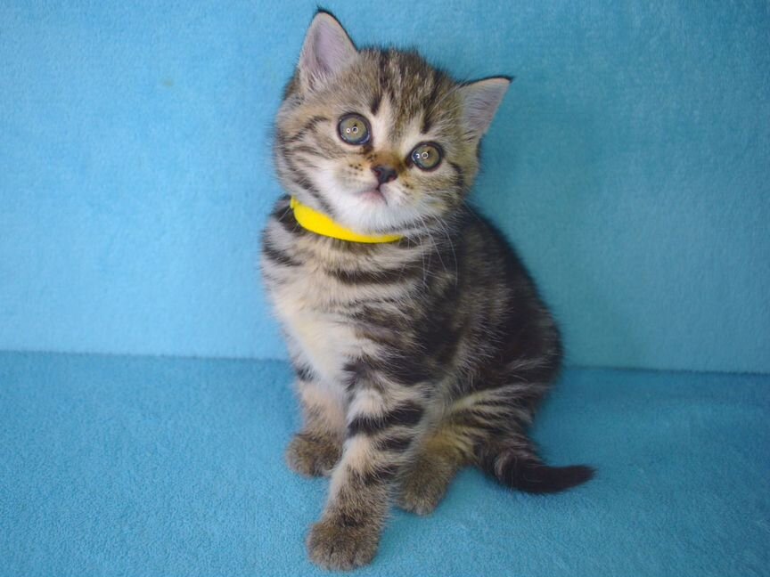 Шотландский котенок девочка
