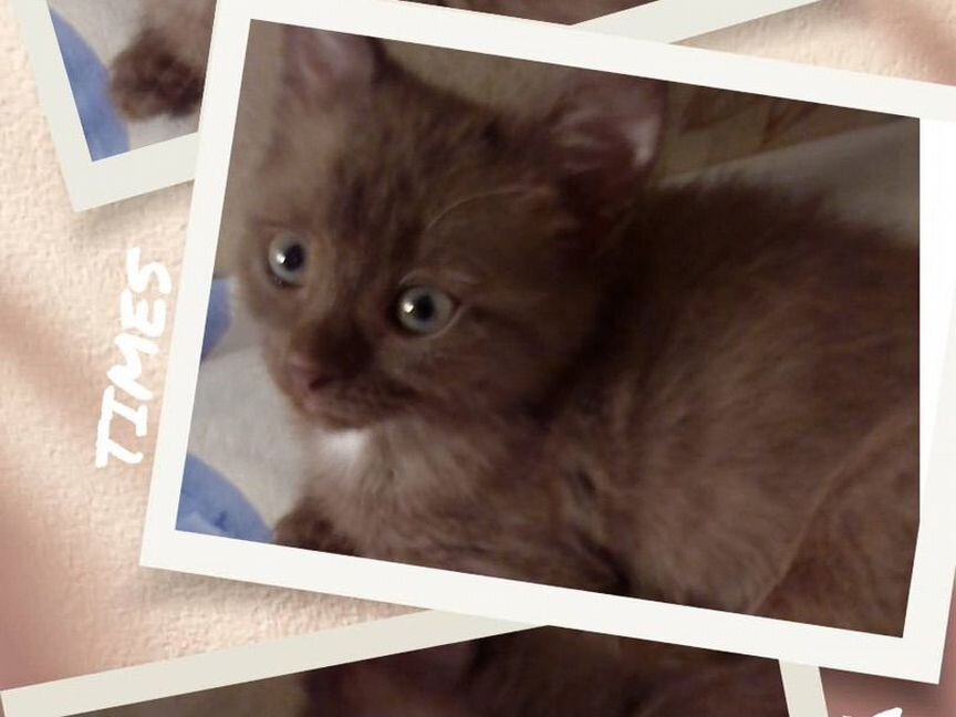 Шоколадная девочка 2 мес