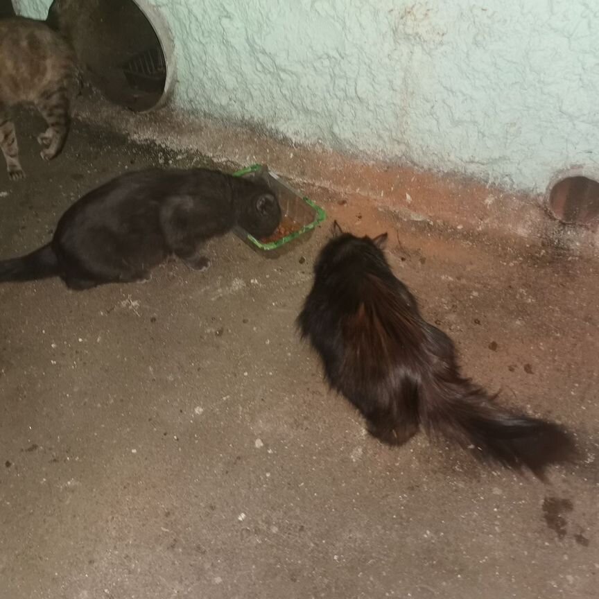 Кошка бесплатно в дар