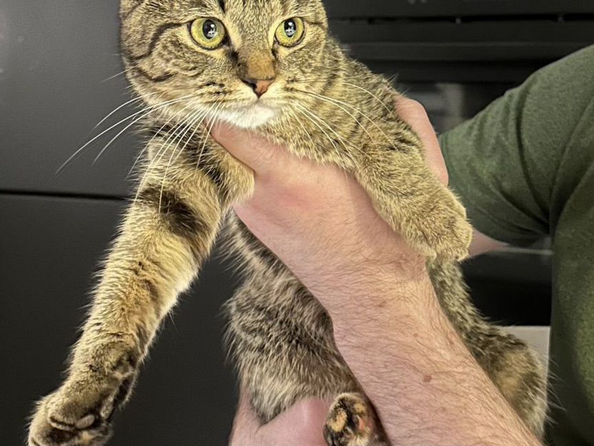 Кошка котенок 2 года в добрые руки бесплатно