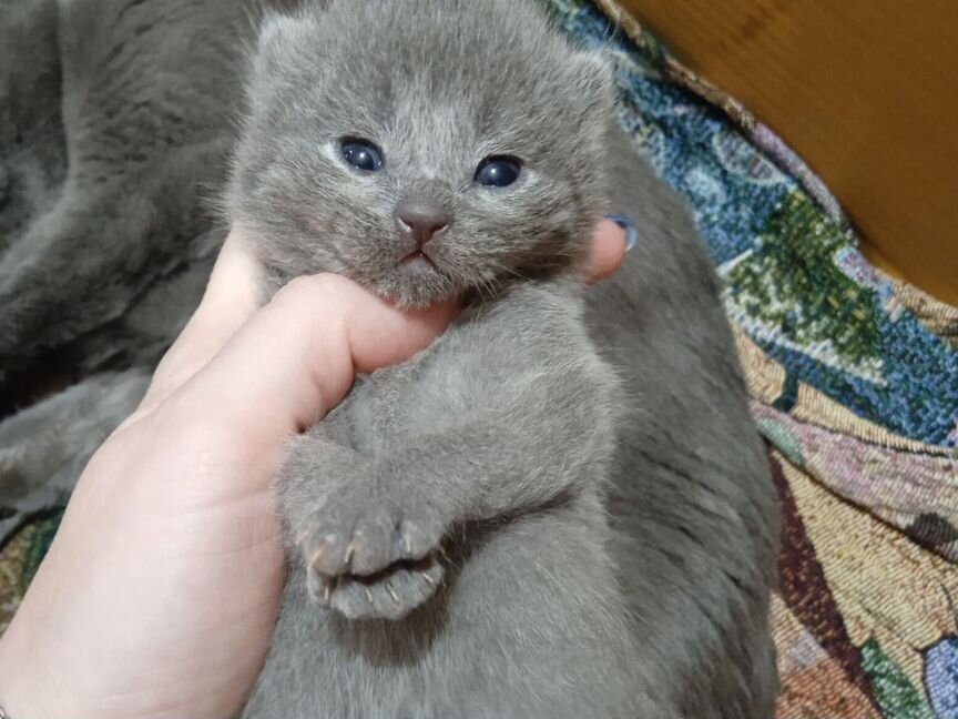Шотландские вислоухие котята бронирование