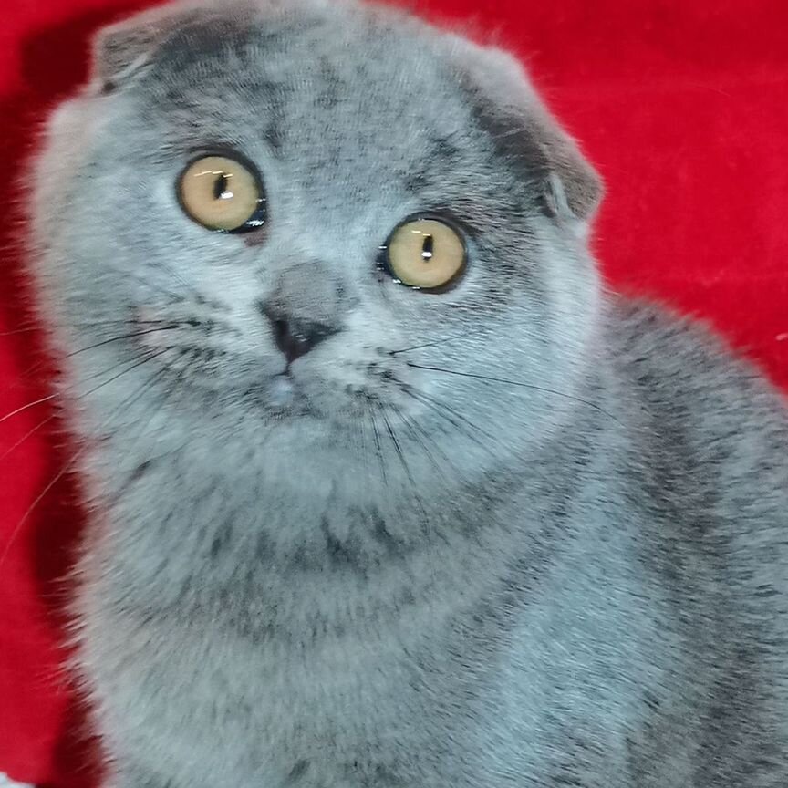 Шотландская красотка