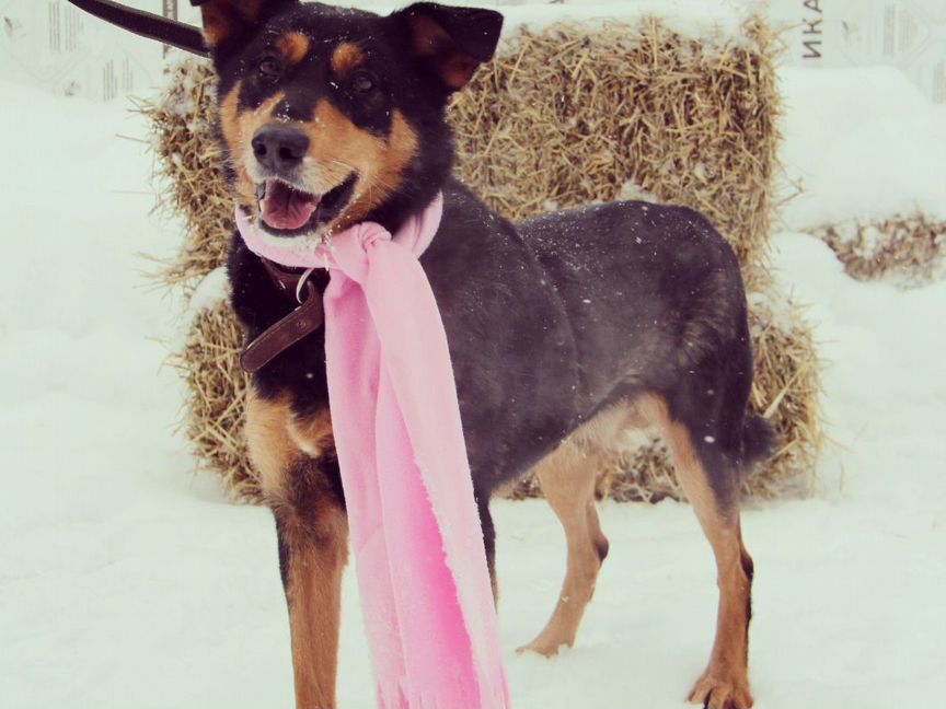 Чарли ищет дом