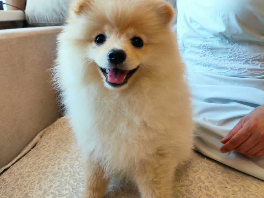 Шпиц девочка