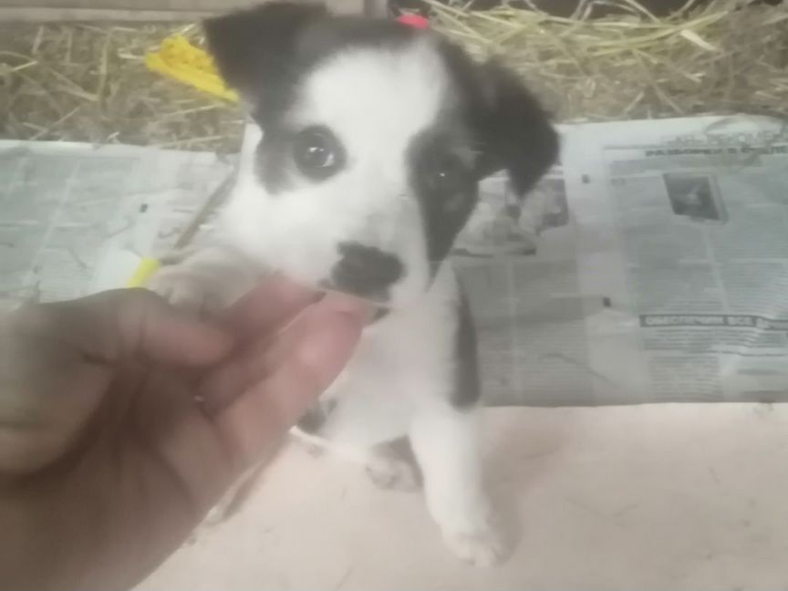 Бусинка 2 месяца с доставкой