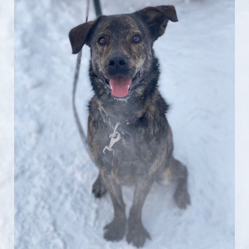 Взрослая собака в добрые руки