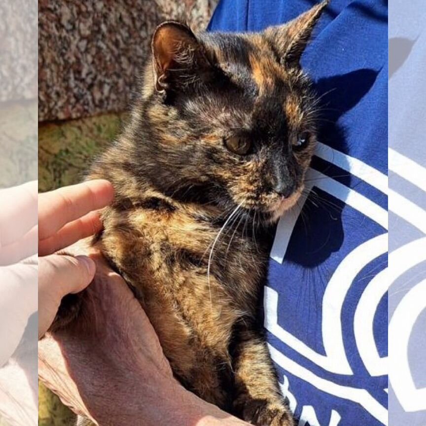 Милая Пеструшка в дар