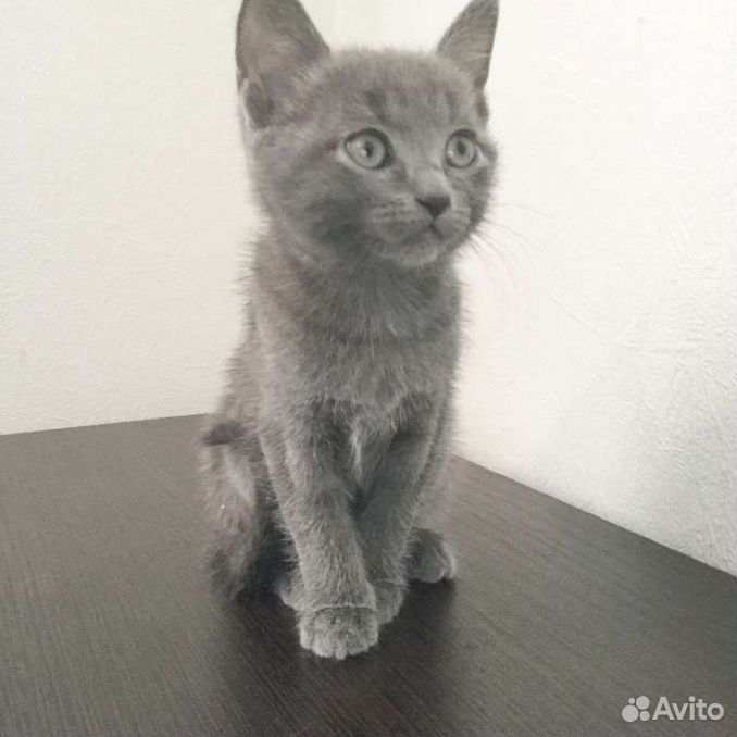 Котёнок метис Русская голубая