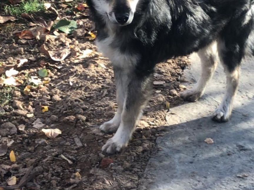 Собака в добрые руки отдам бесплатно