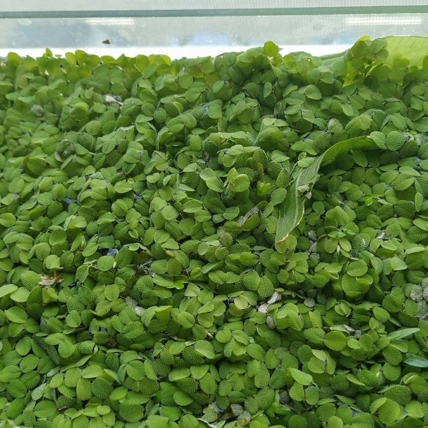 Растения для аквариума верхоплавка