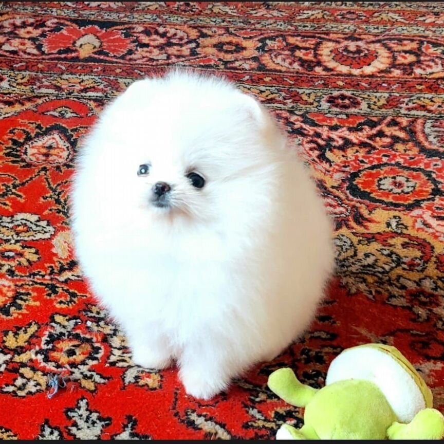 Шпиц белый девочка