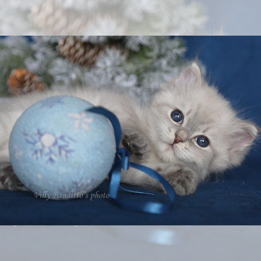 Сибирский котёнок