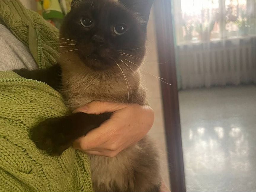 Кошка сиамская в дар