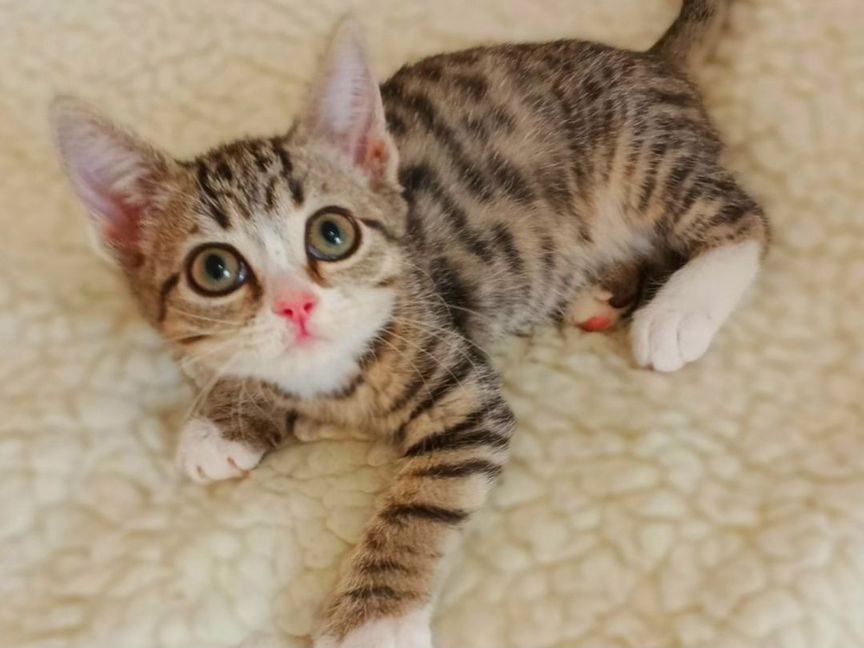 Дюймовочка 3мес в дар