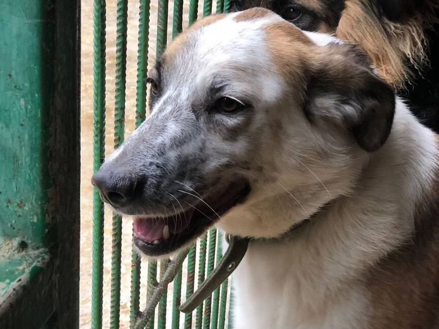 Собака хочет найти дом