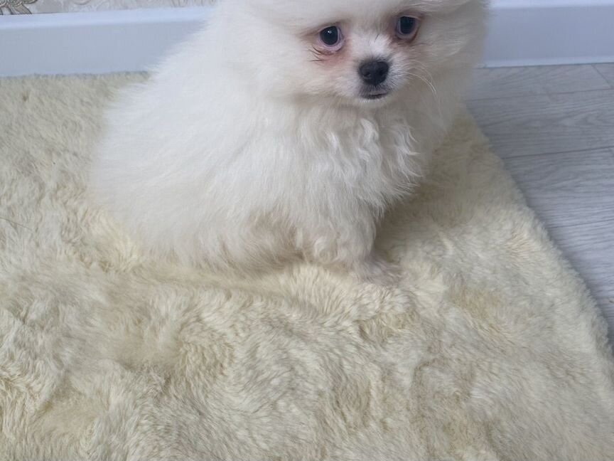 Померанский шпиц медвежьего типа