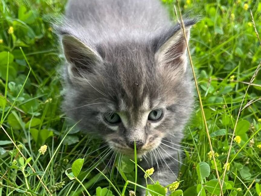 Котята мейн-кун