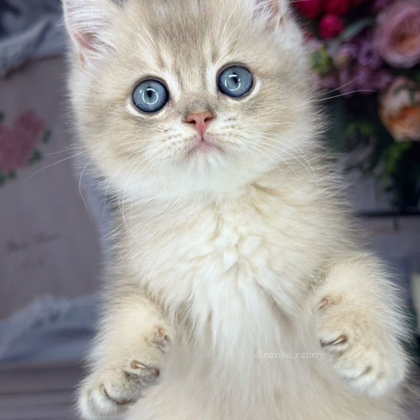 Шотландский котёнок Элитный любимец