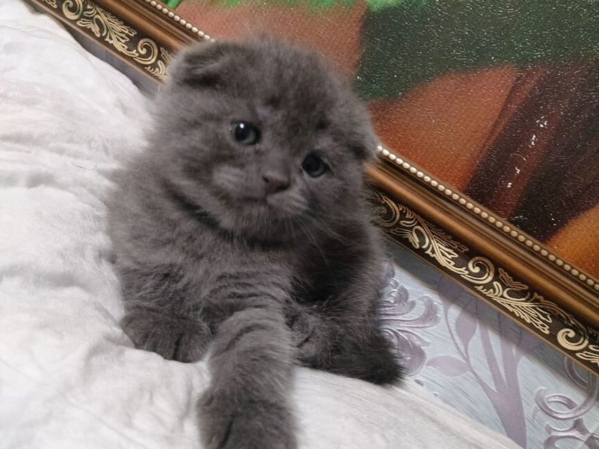 Шотландские котята